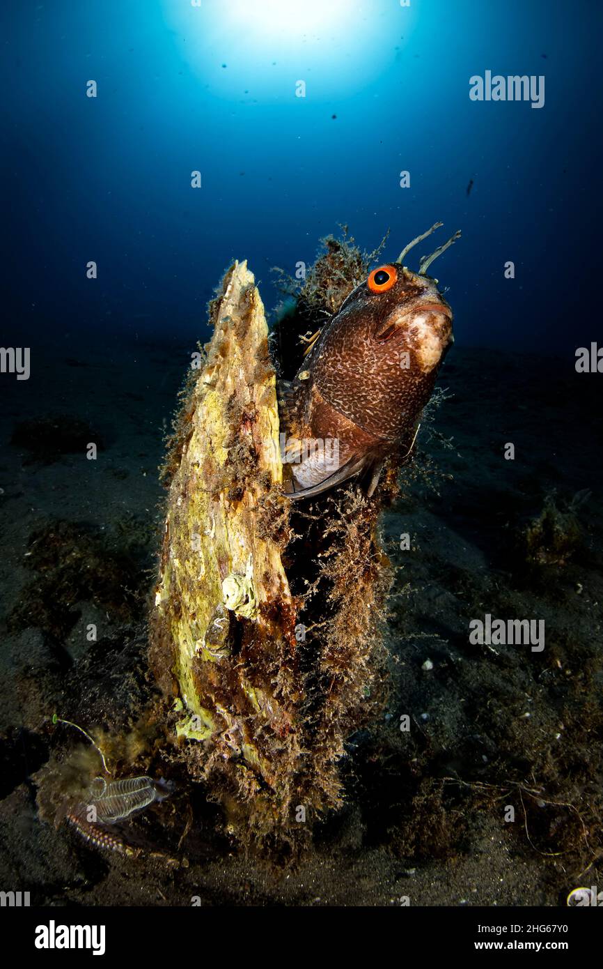 Blennius ocellaris fish hi-res stock photography and images - Alamy