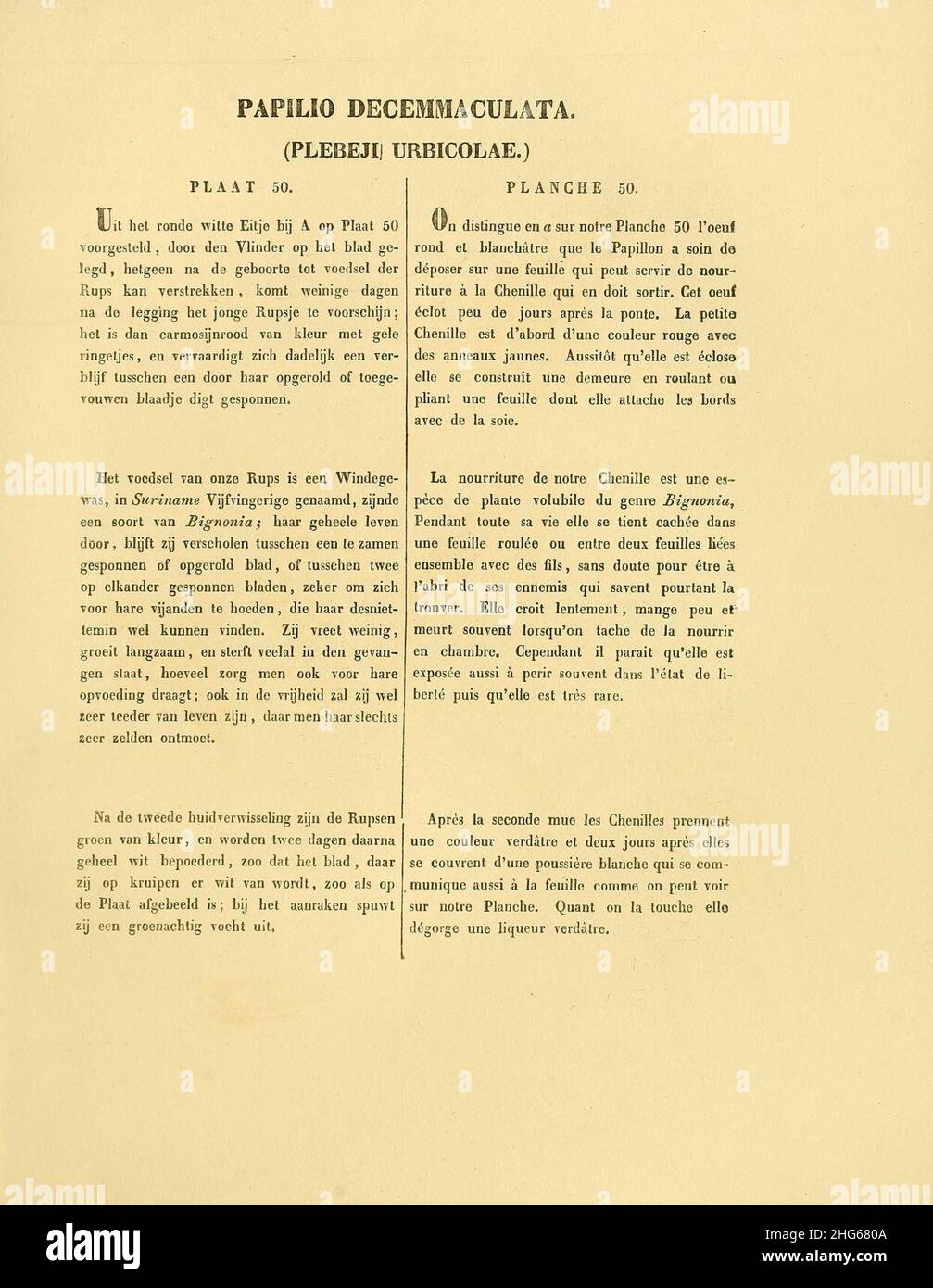 Nascus phocus hi-res stock photography and images - Alamy