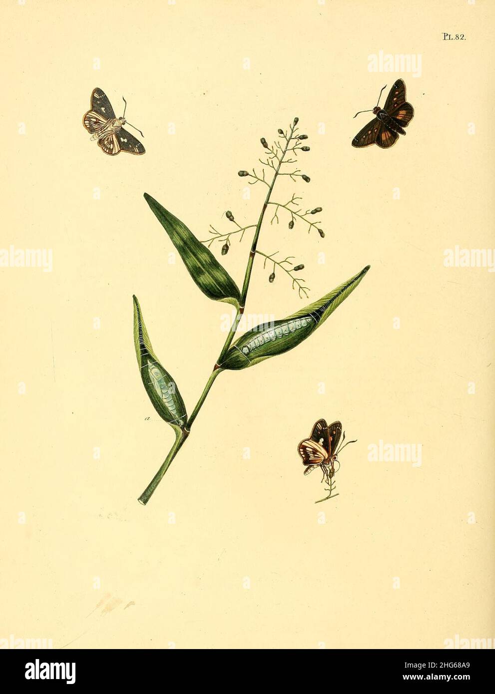 Vettius fantasos hi-res stock photography and images - Alamy