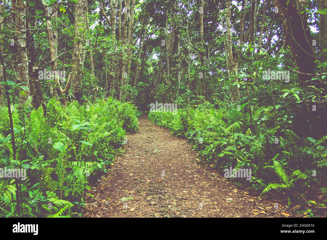A clear path in the jungle at Africa Stock Photo - Alamy