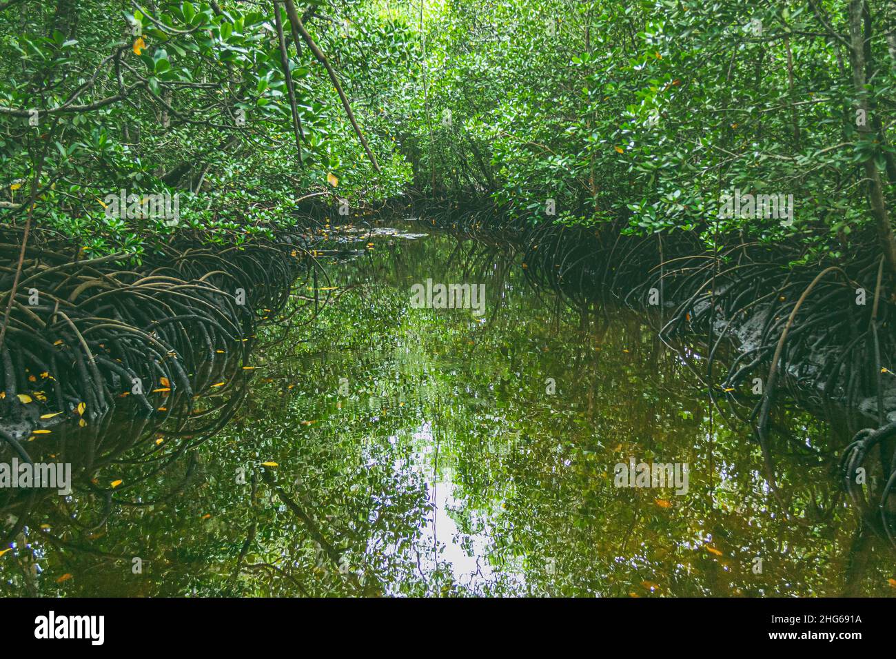 swamp river in the jungles of Africa Stock Photo - Alamy