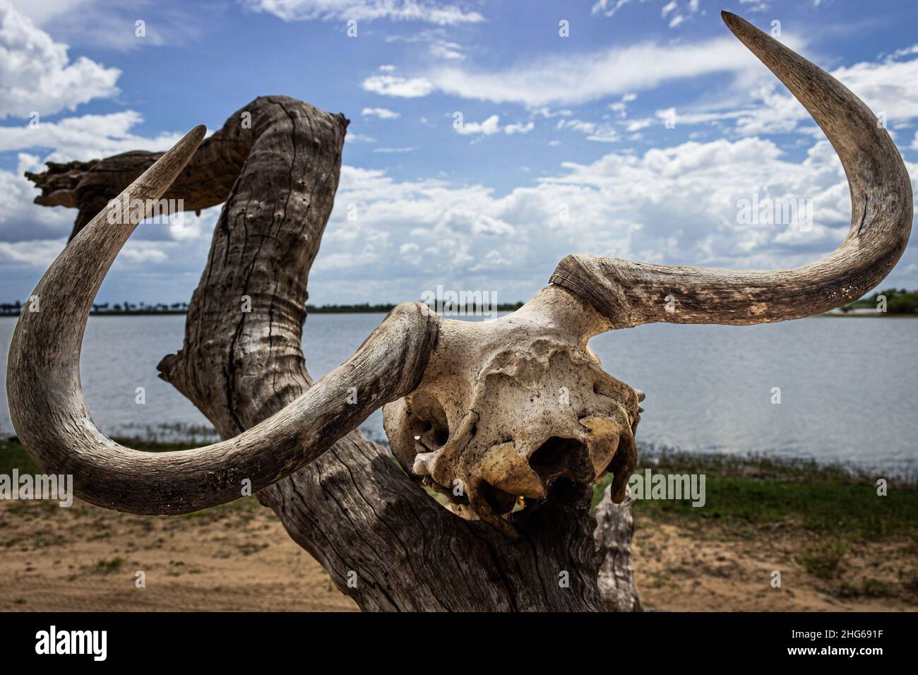 Safari jungle theme hi-res stock photography and images - Alamy