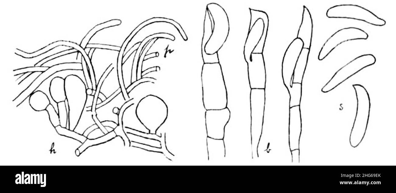 Septobasidium pseudopedicellatum Burt Stock Photo - Alamy