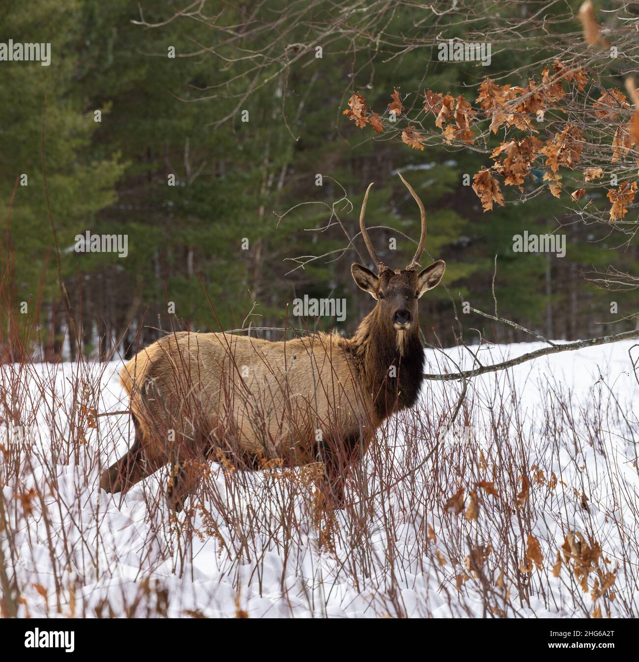 Clam lake elk hi-res stock photography and images - Alamy