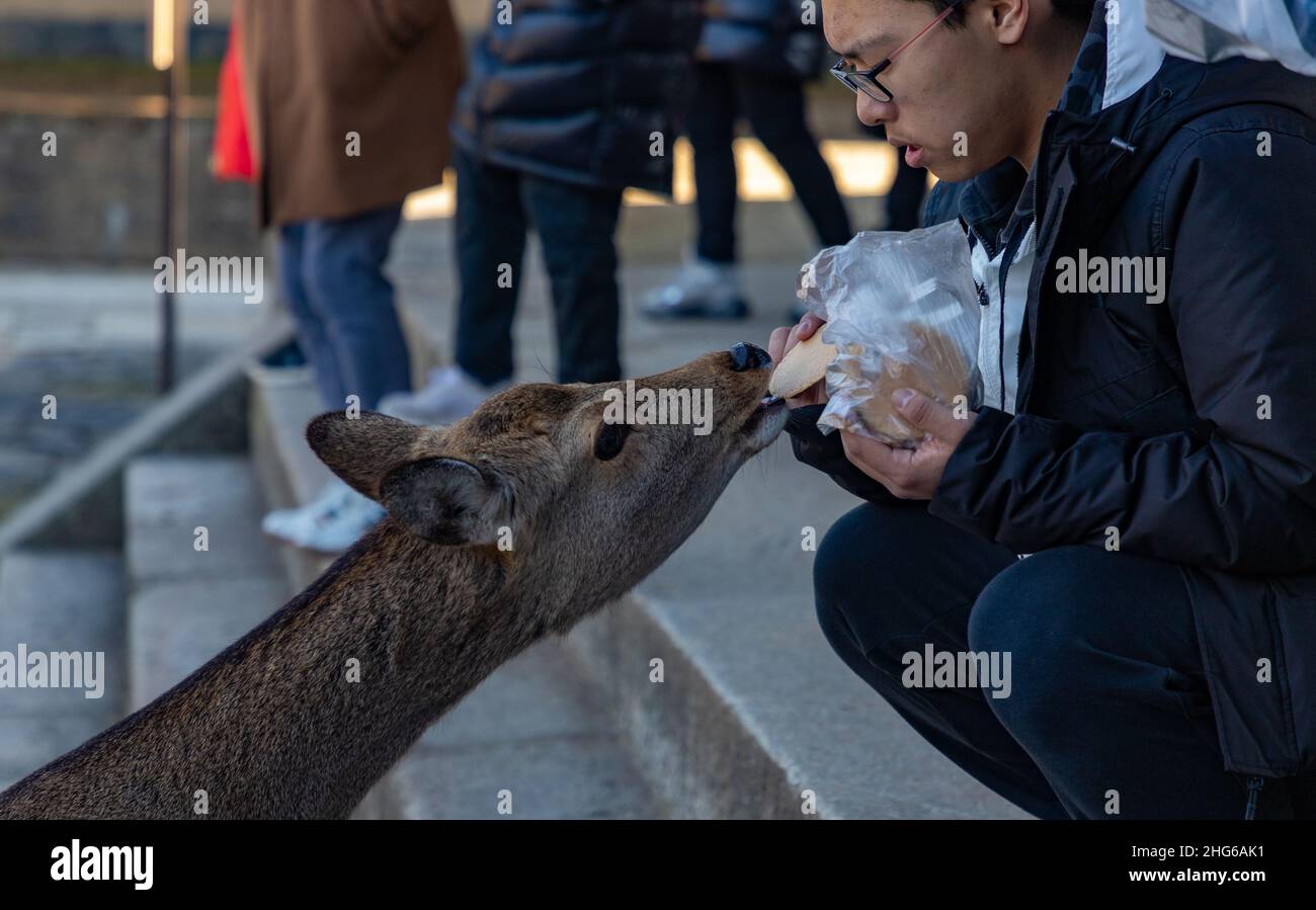 A picture of a sika deer taking a cracker from a young male tourist at ...