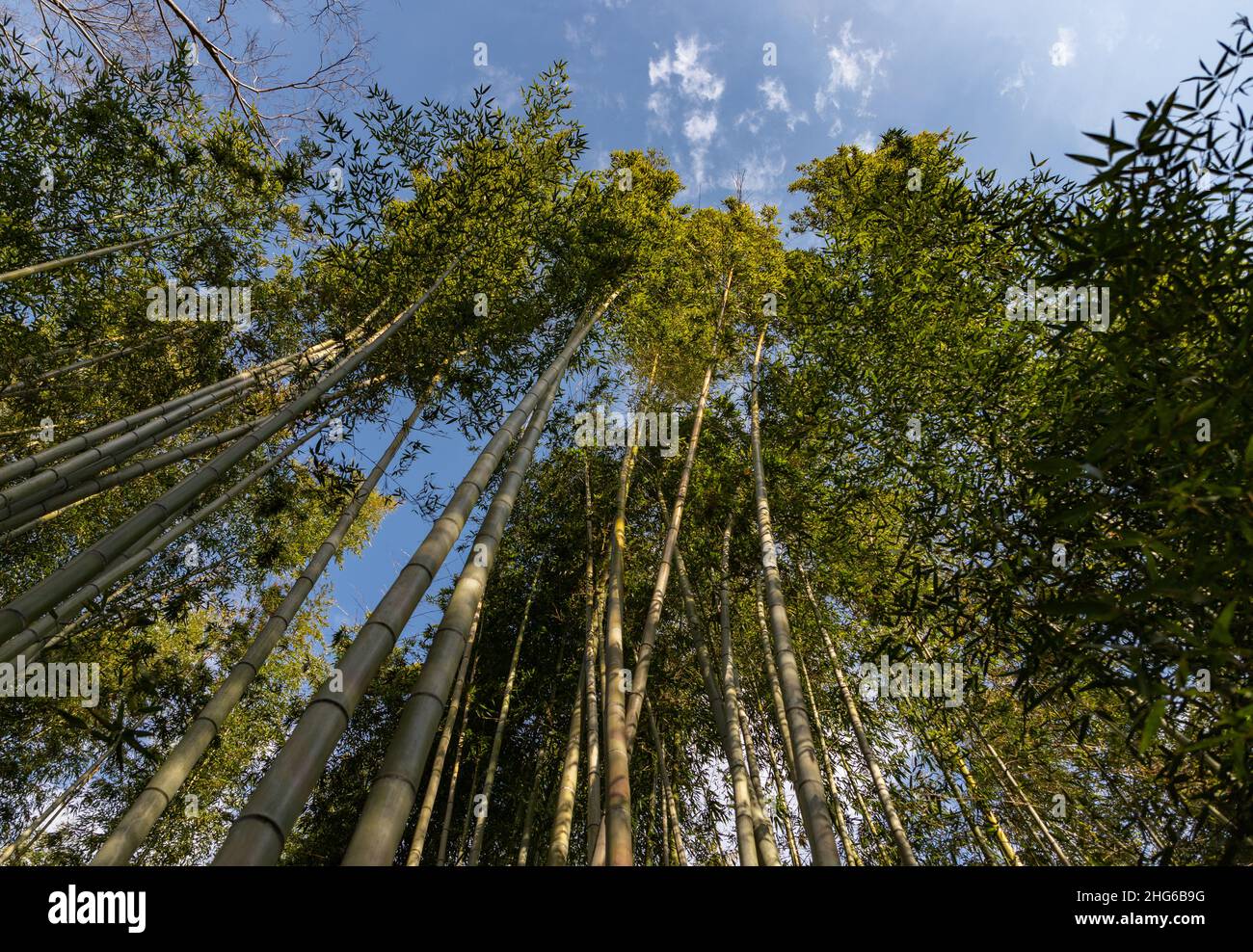 A picture of the tree tops at the Bamboo Forest (Kyoto Stock Photo - Alamy