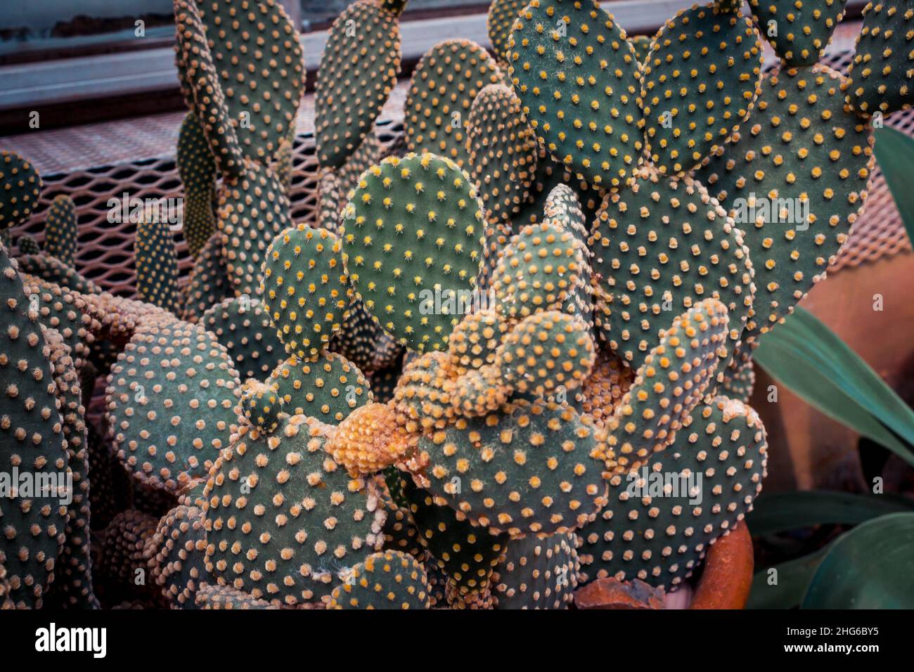 Michigan cactus hi-res stock photography and images - Alamy
