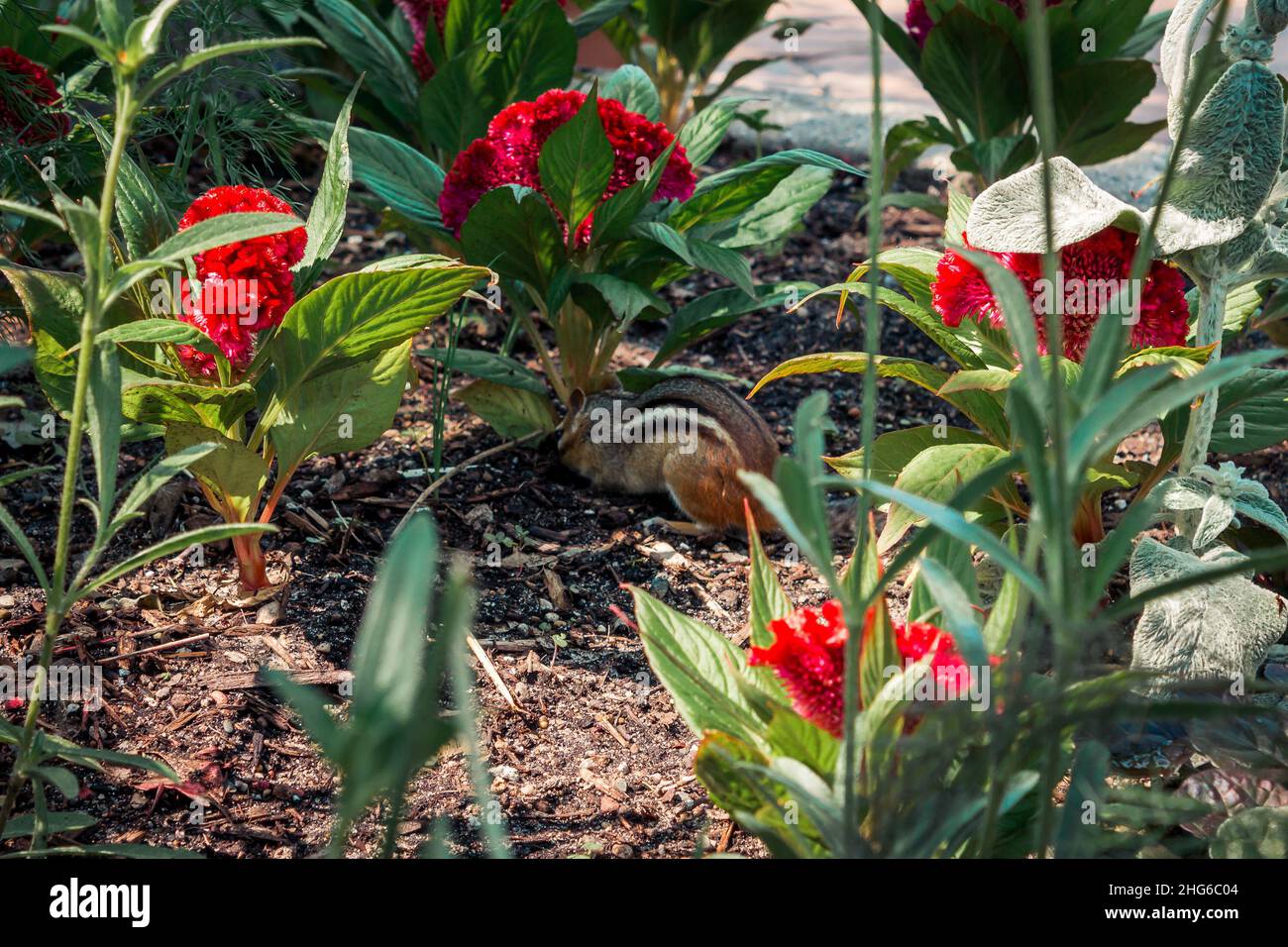 Animal mammal flower plant hi-res stock photography and images - Alamy