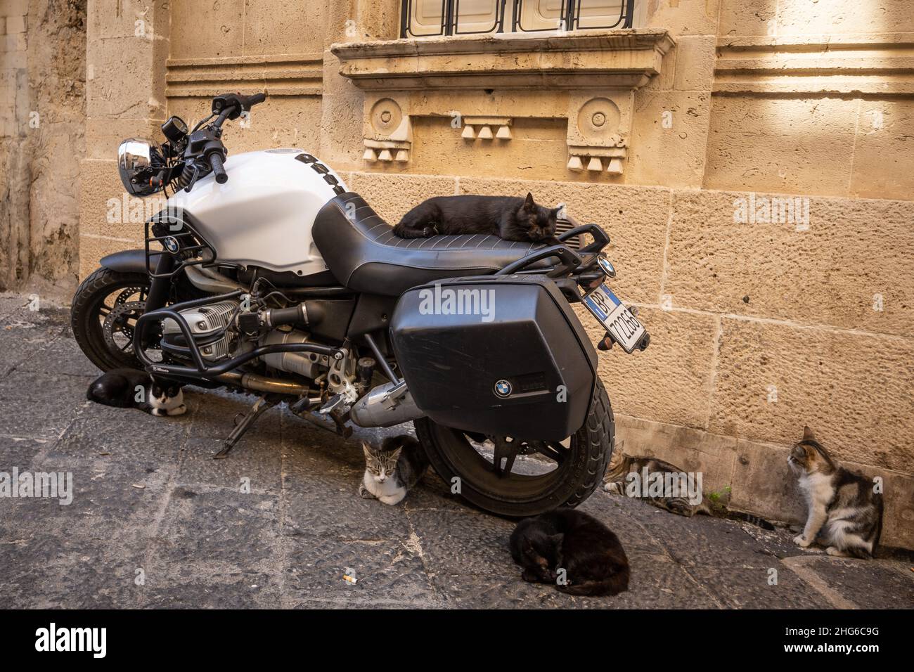 Italian Cats on Bikes Siracusa Italy Stock Photo - Alamy