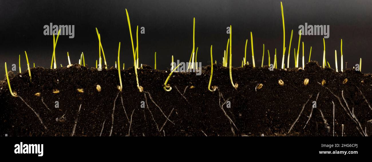 Sprouted wheat grain in the soil. Wheat shoots. Panorama Stock Photo ...