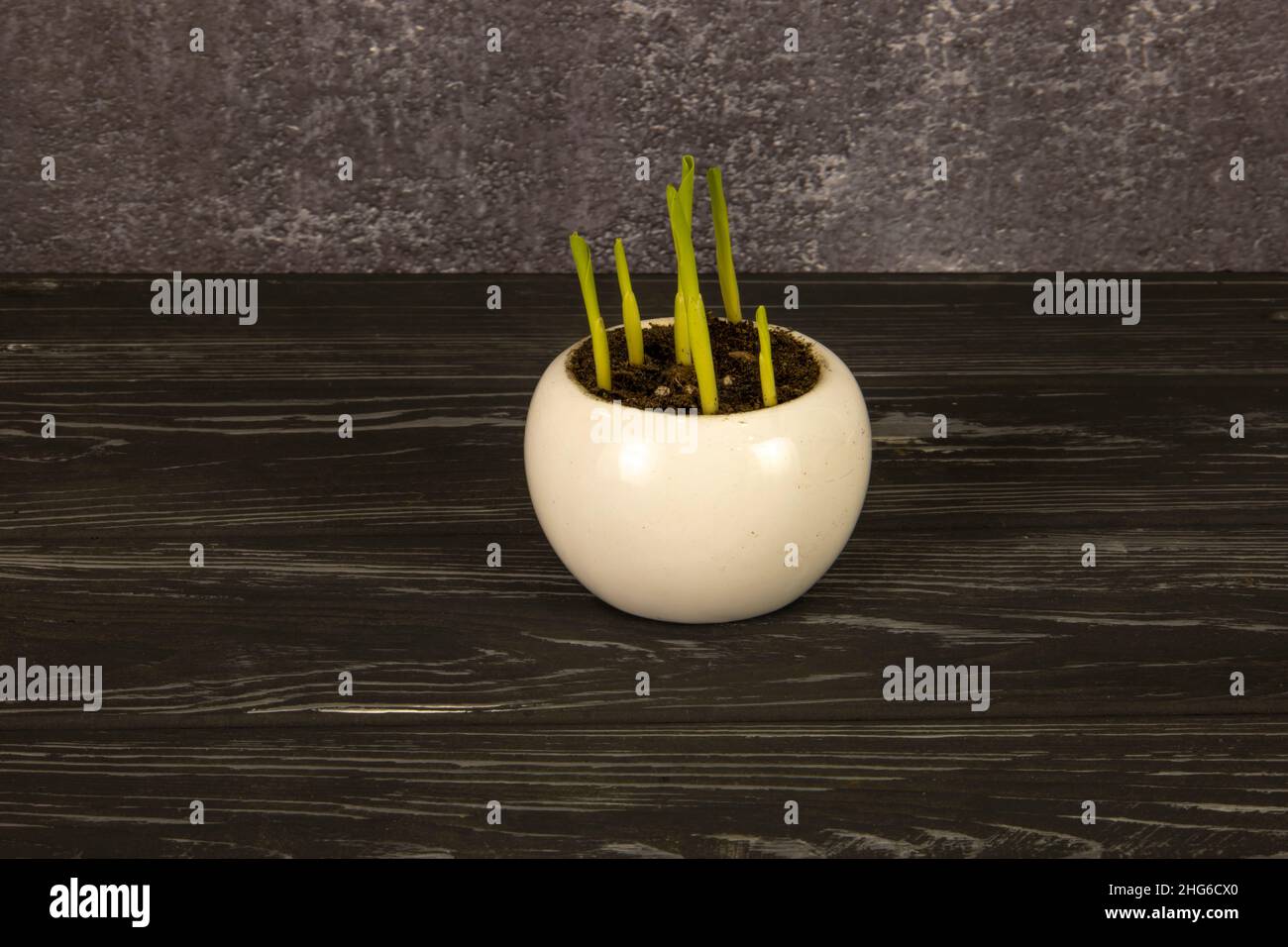 Corn leaf cell hi-res stock photography and images - Alamy