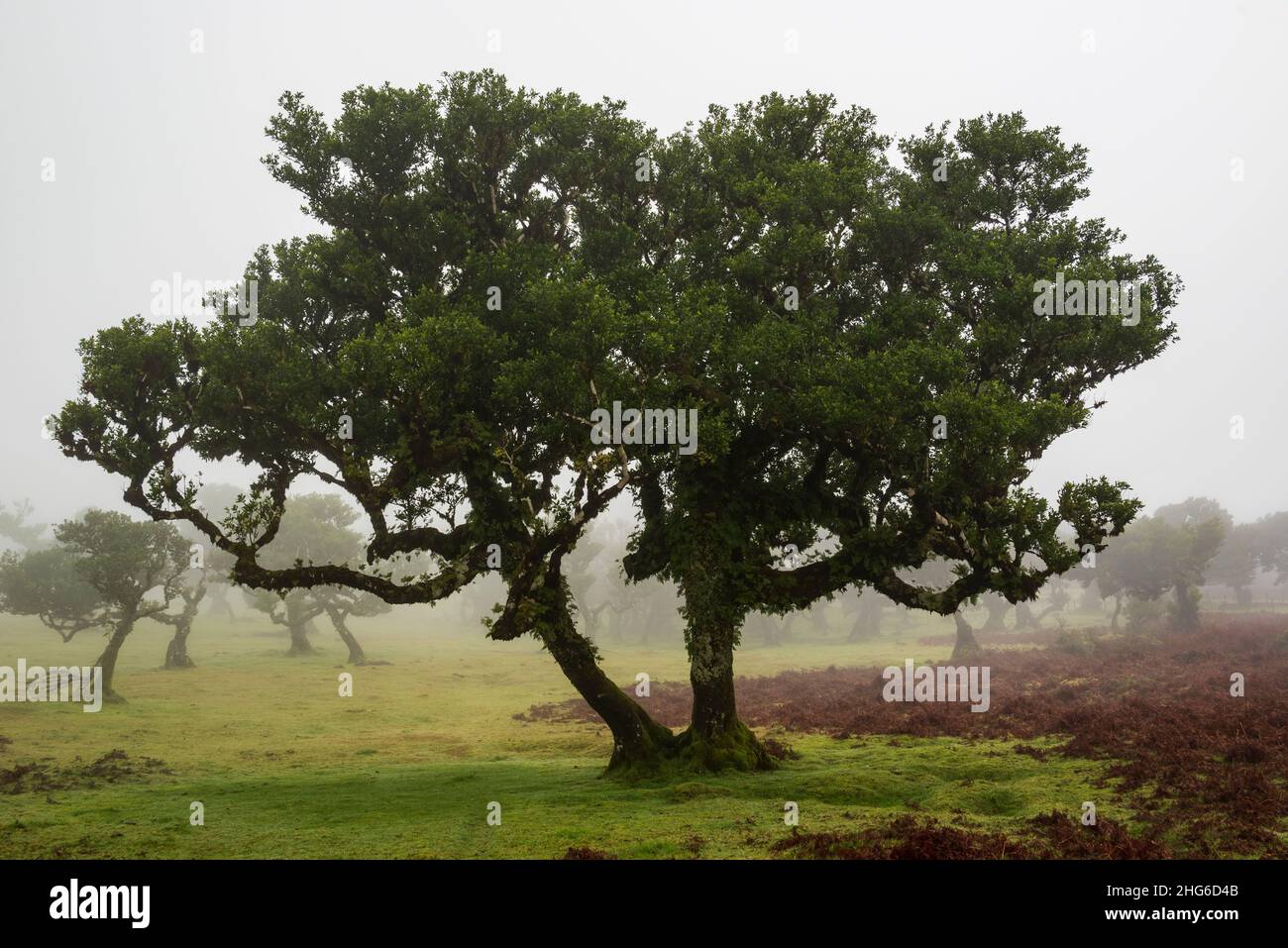 Laurel tree hi-res stock photography and images - Alamy