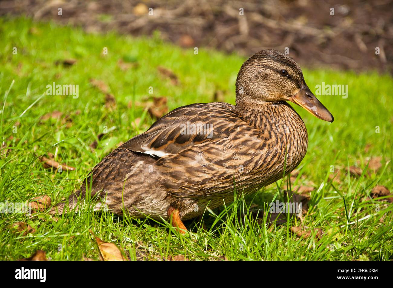 Polish fauna hi-res stock photography and images - Alamy