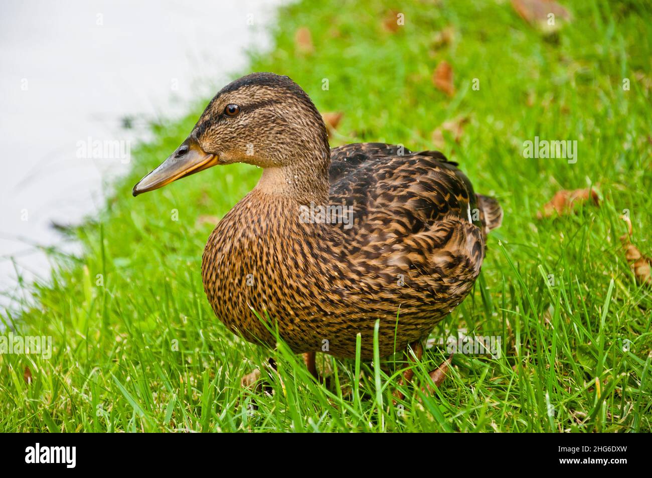 Polish fauna hi-res stock photography and images - Alamy