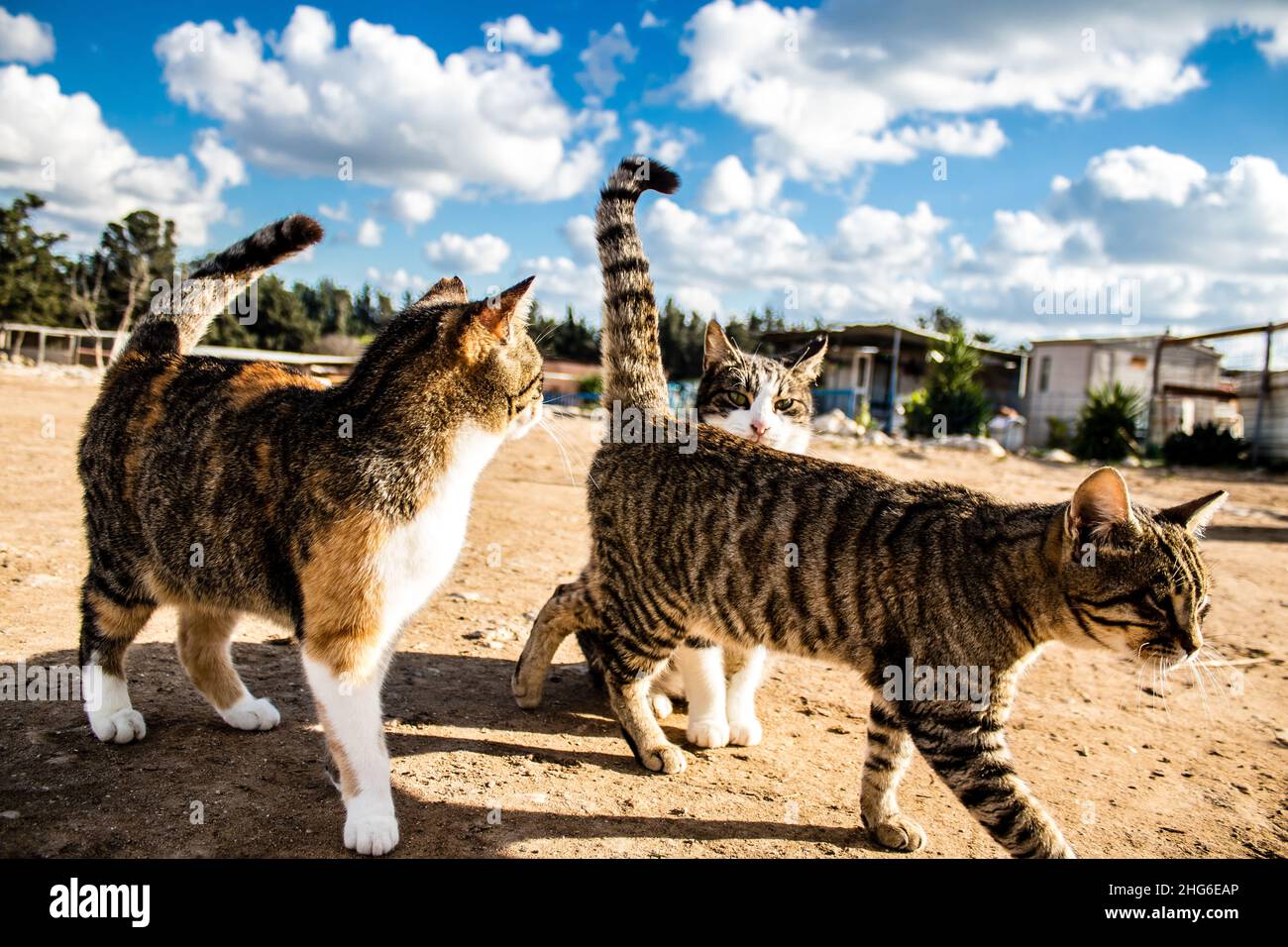Paphos, Cyprus - January 15, 2022 Abandoned cats residing in an animal ...