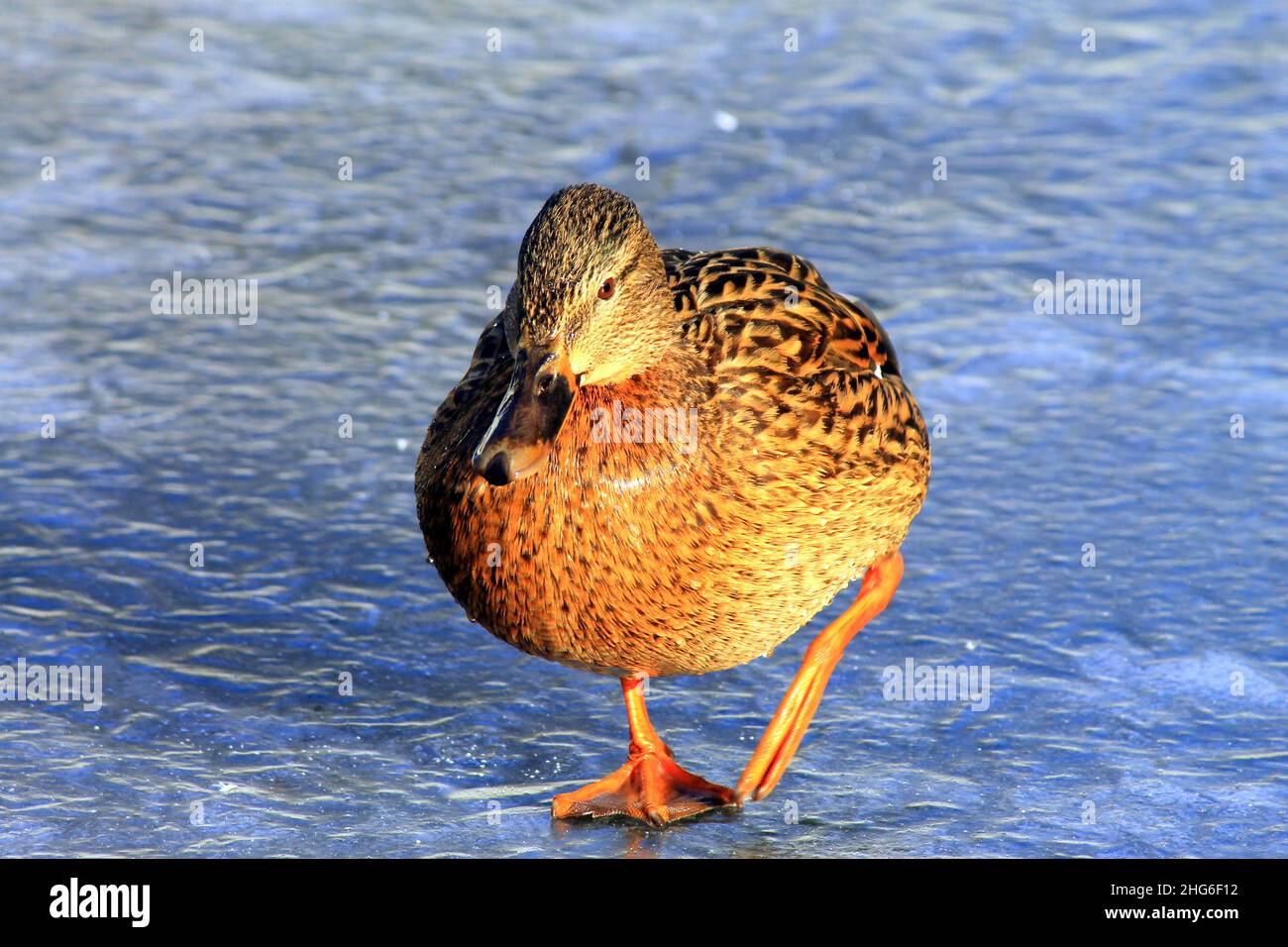 Big yellow duck hi-res stock photography and images - Alamy