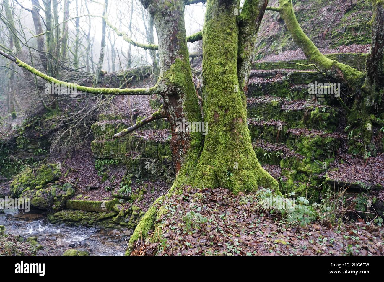 Moss on rocks and trees hi-res stock photography and images - Alamy