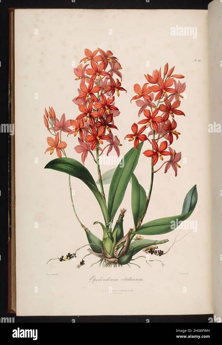 Sertum orchidaceum hi-res stock photography and images - Alamy