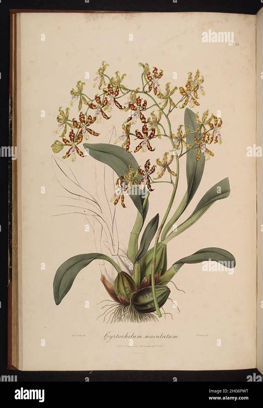 Sertum orchidaceum (Pl. 25 Stock Photo - Alamy