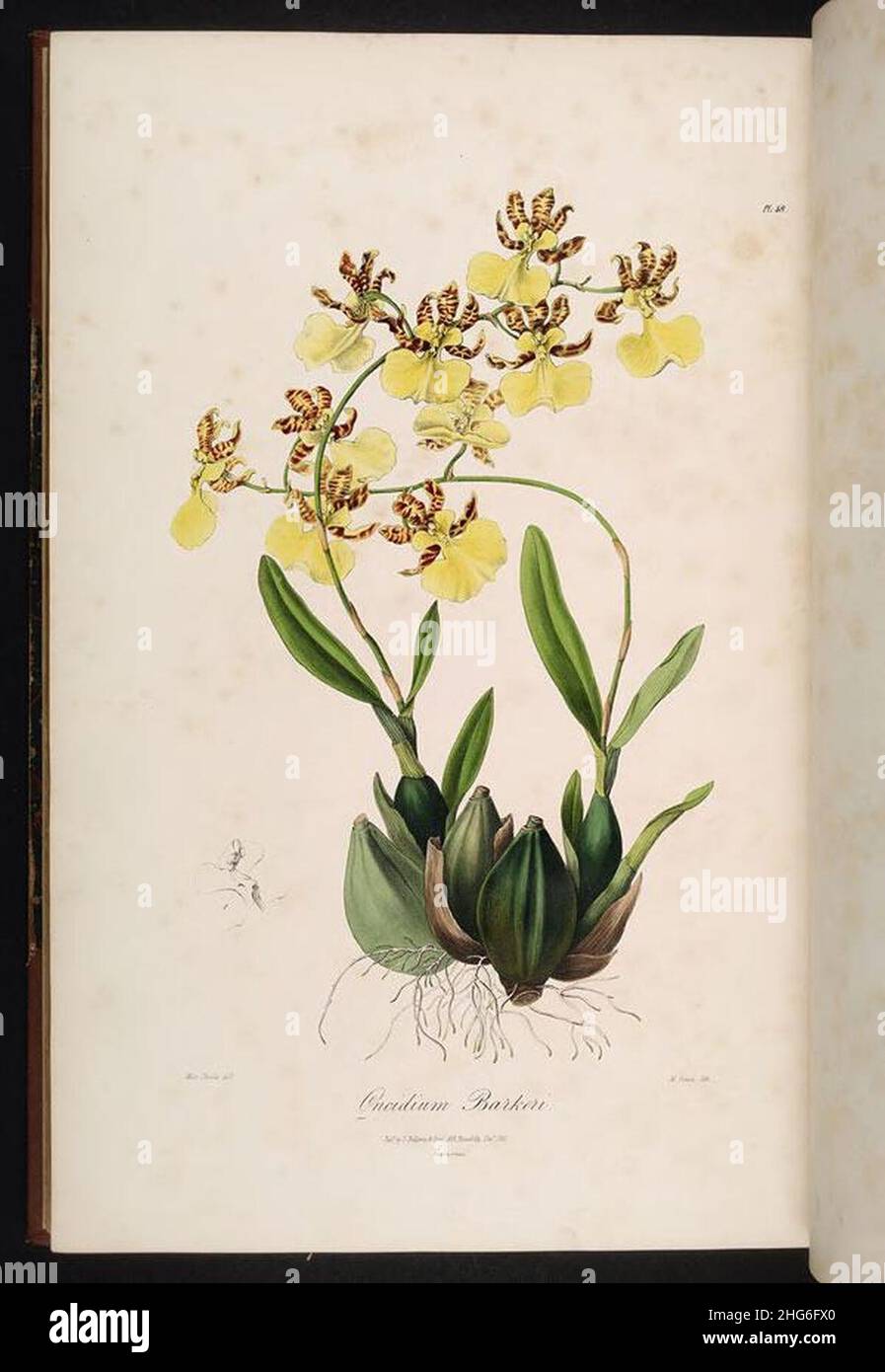 Sertum orchidaceum hi-res stock photography and images - Alamy