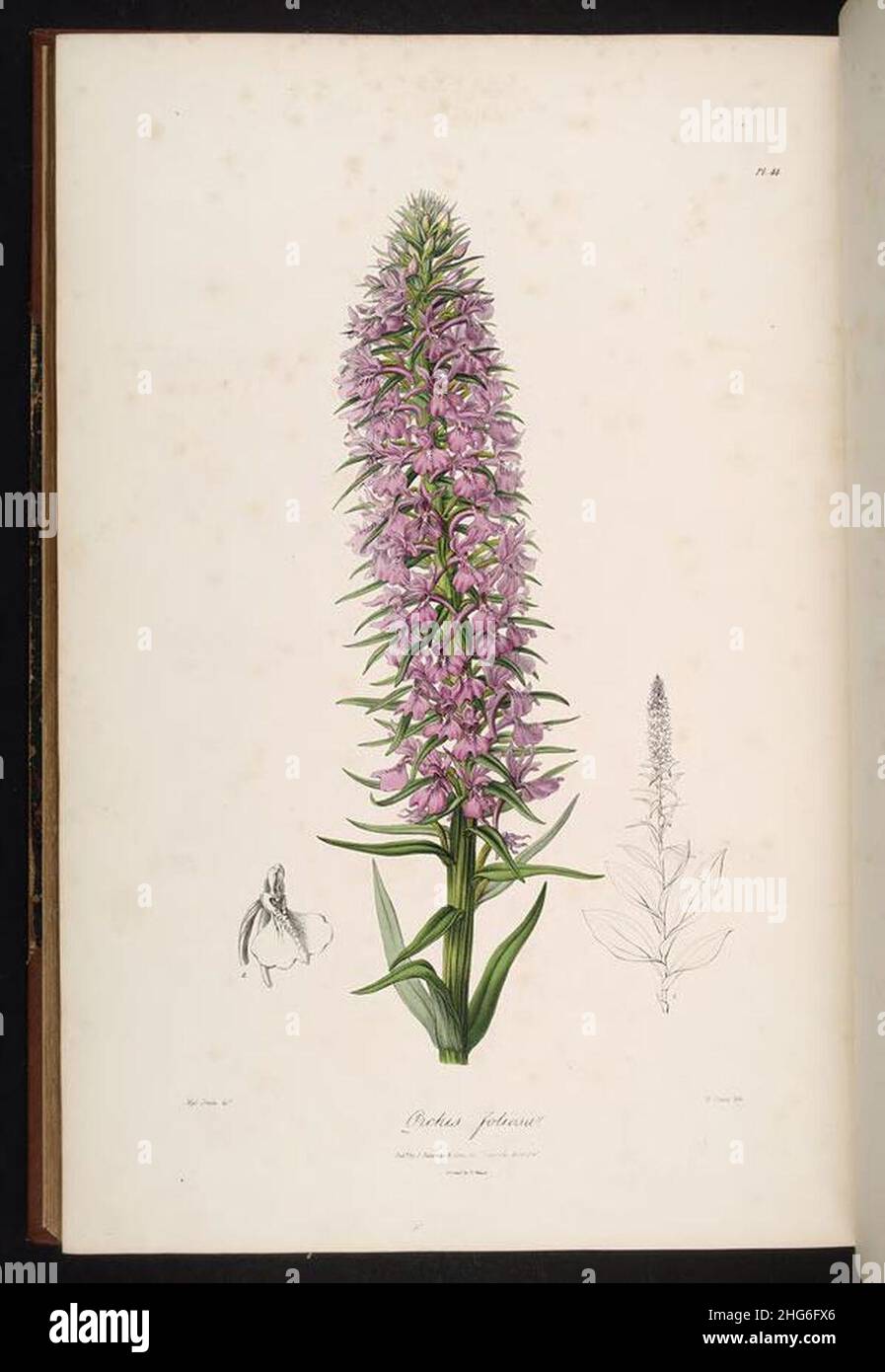 Sertum orchidaceum (Pl. 44 Stock Photo - Alamy