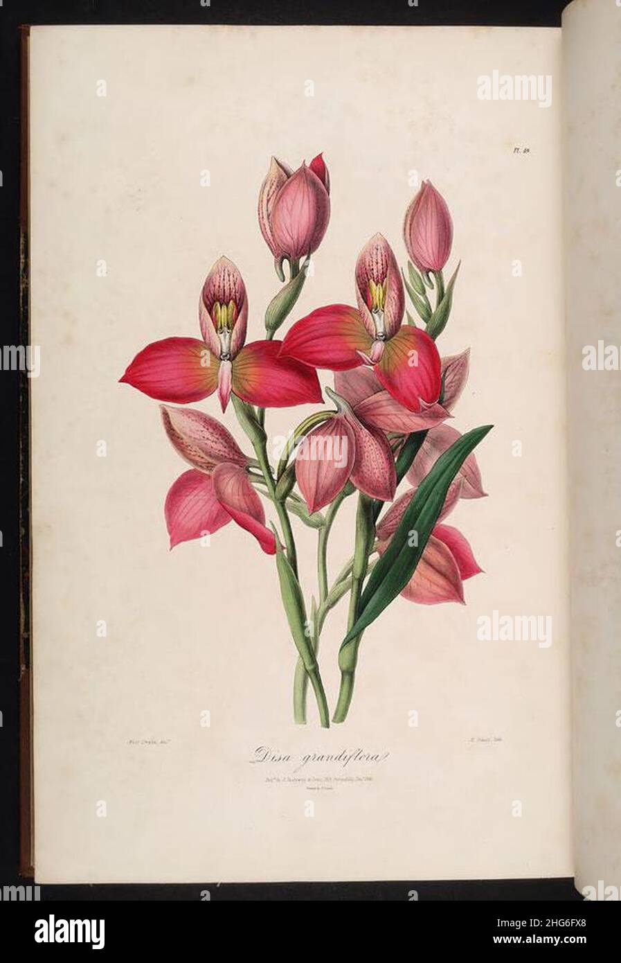 Sertum orchidaceum (Pl. 49 Stock Photo - Alamy