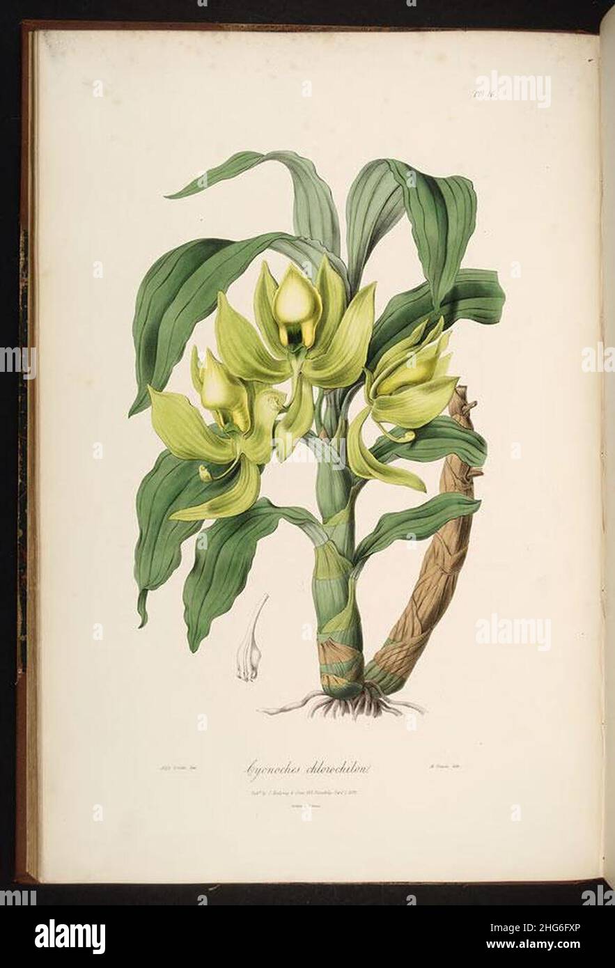Sertum orchidaceum hi-res stock photography and images - Alamy