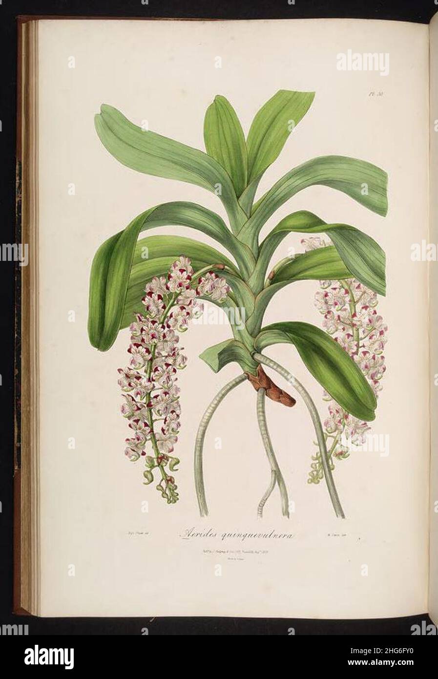 Sertum orchidaceum (Pl. 30 Stock Photo - Alamy