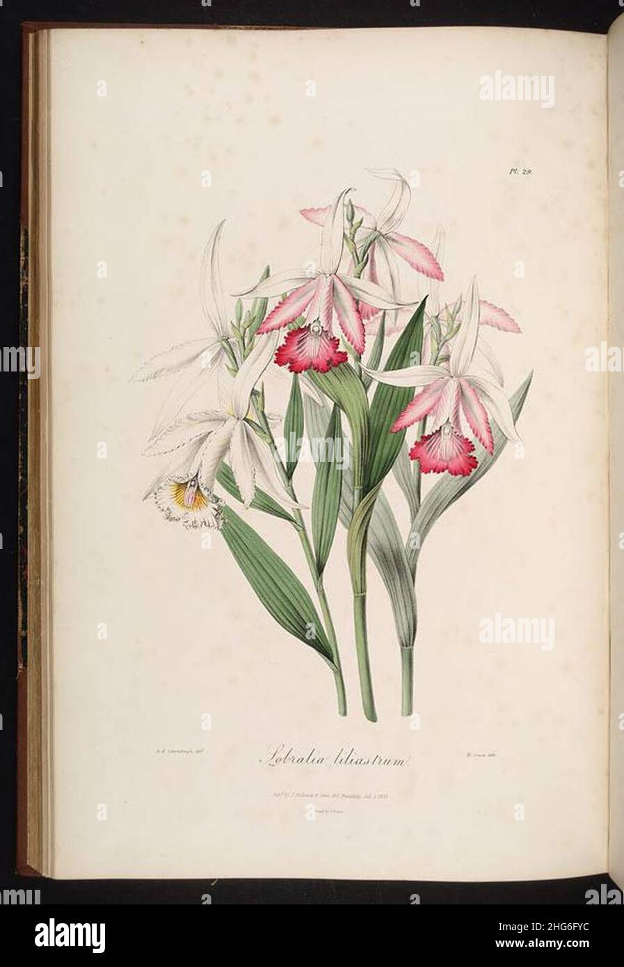 Sertum orchidaceum hi-res stock photography and images - Alamy