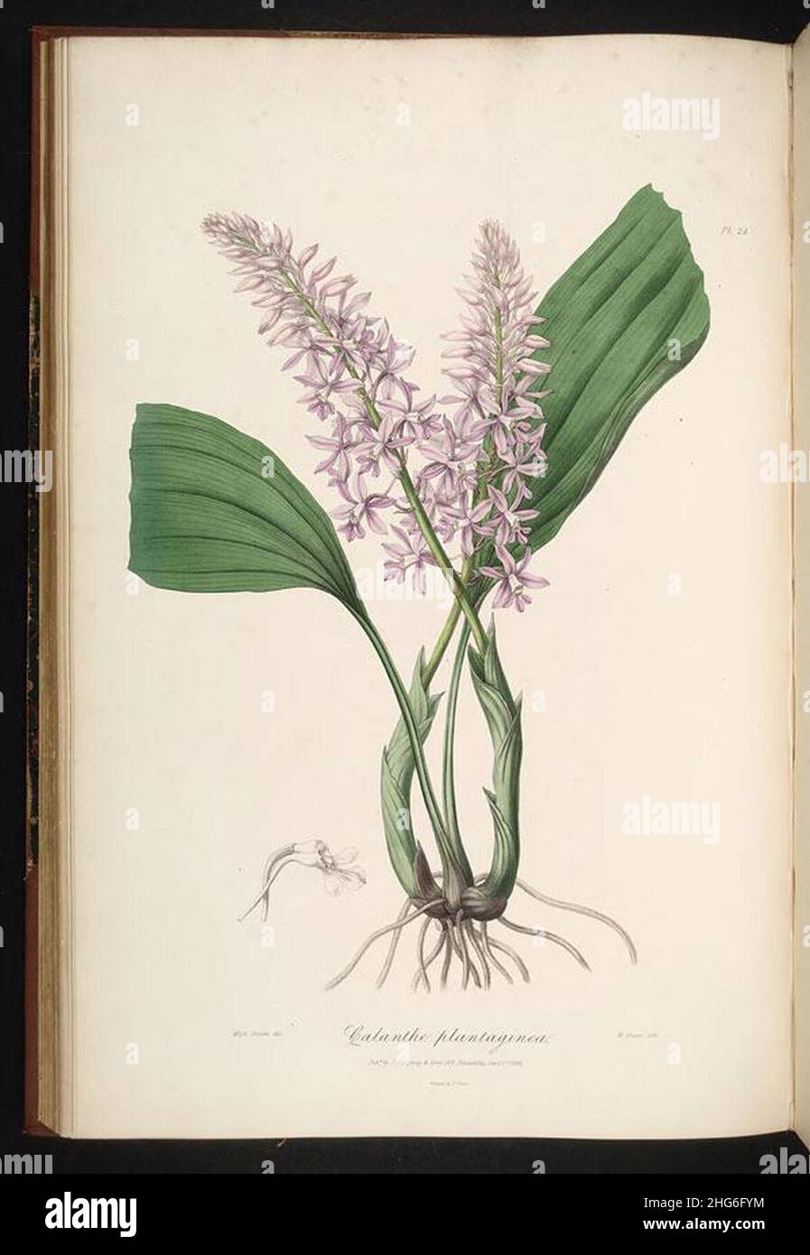 Sertum orchidaceum (Pl. 24 Stock Photo - Alamy