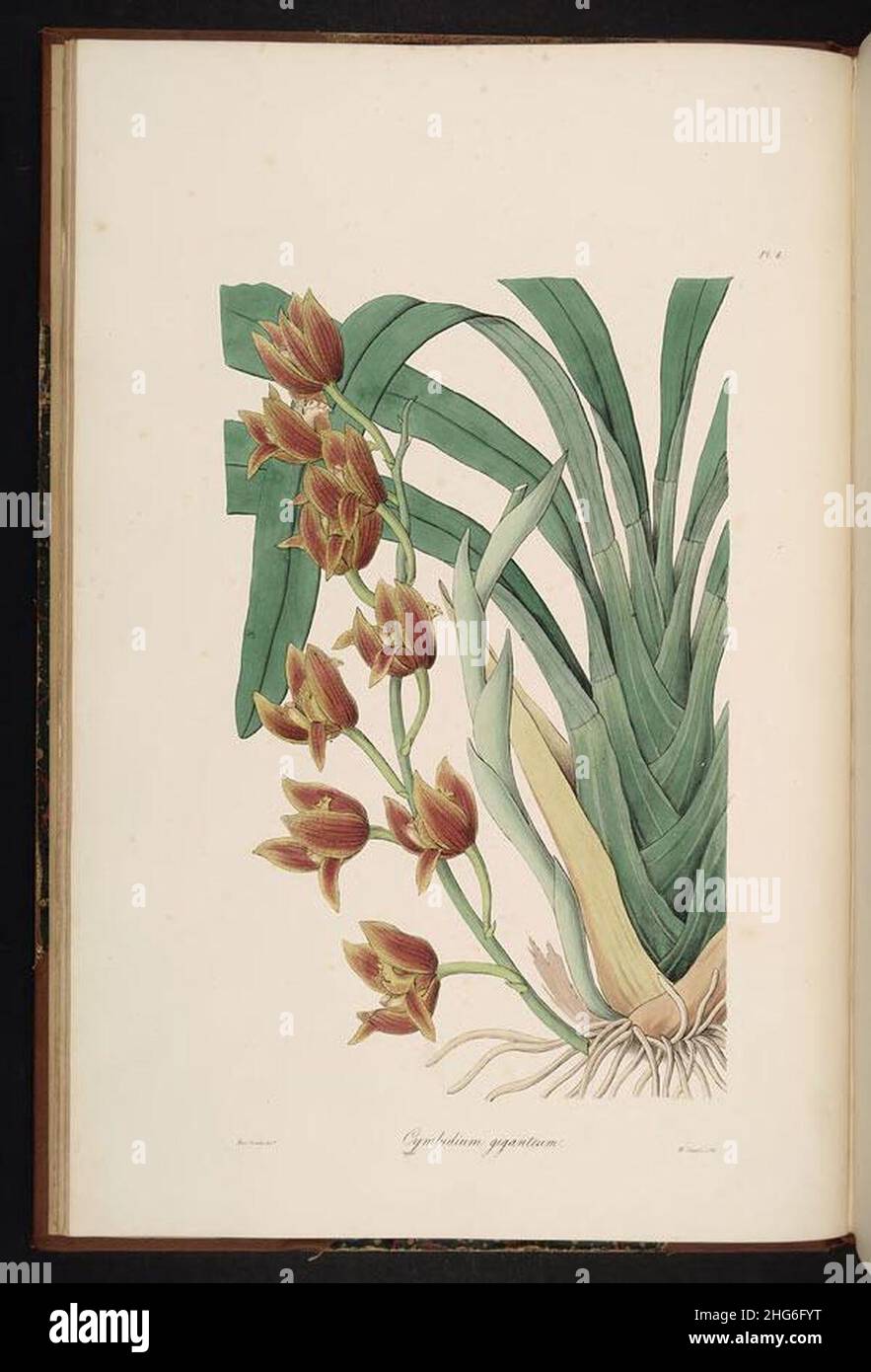 Sertum orchidaceum hi-res stock photography and images - Alamy