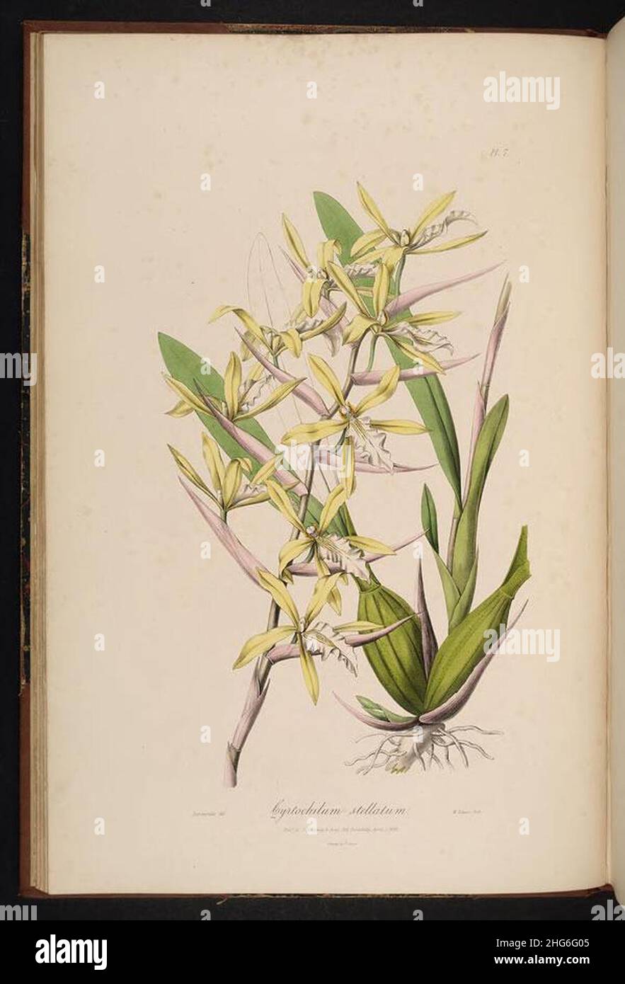 Sertum orchidaceum (Pl. 7 Stock Photo - Alamy