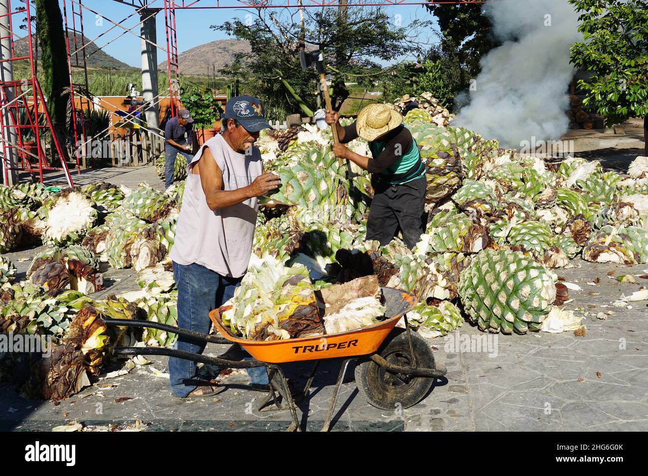 A man cutting agaves that are used to make mezcal, mezcal factory ...