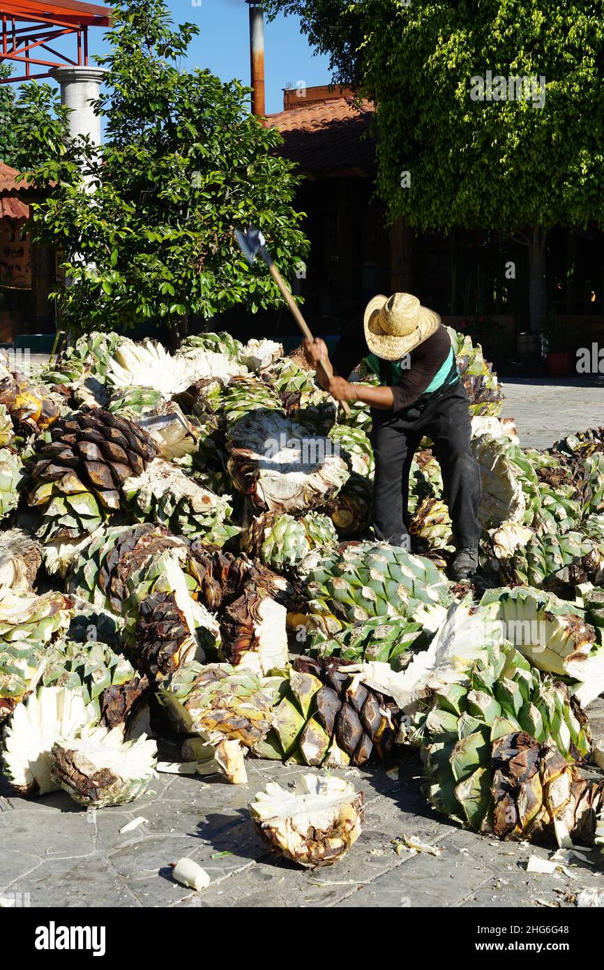 A man cutting agaves that are used to make mezcal, mezcal factory ...