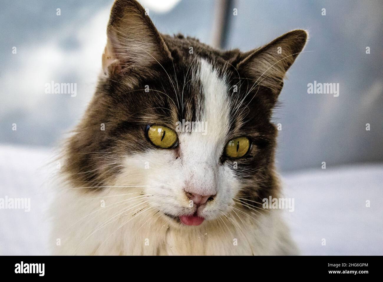 Paphos, Cyprus - January 15, 2022 Abandoned cats residing in an animal ...