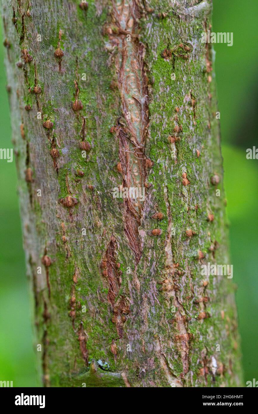 Salix viminalis bark Stock Photo - Alamy