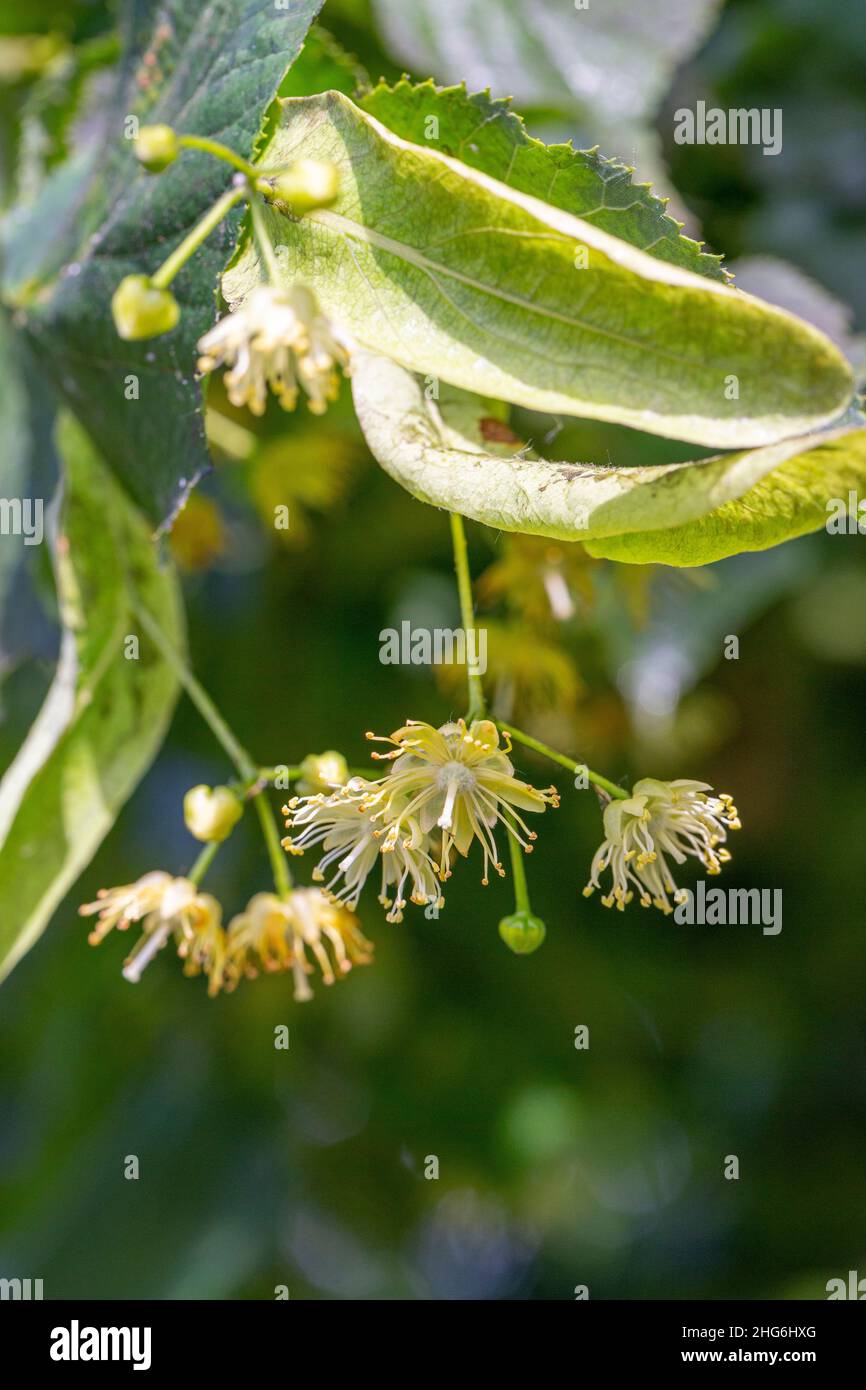 Tilia x europaea lime flower hi-res stock photography and images - Alamy