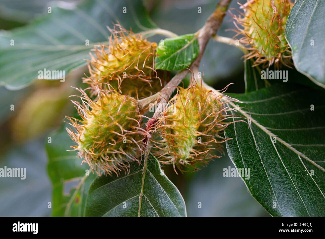 Fagus sylvatica fruit Stock Photo - Alamy
