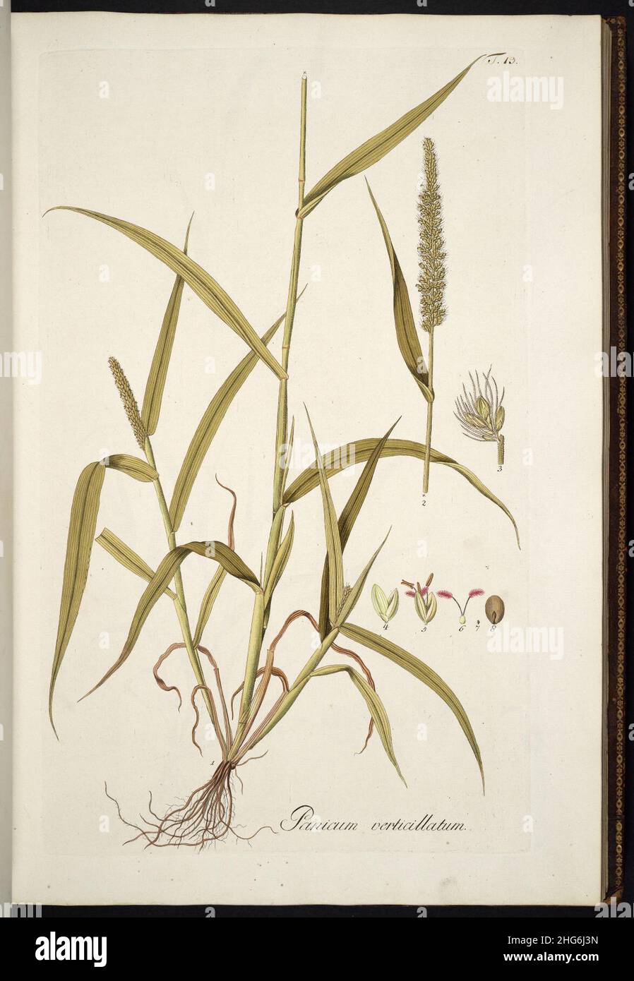Setaria verticillata illustration (01 Stock Photo - Alamy