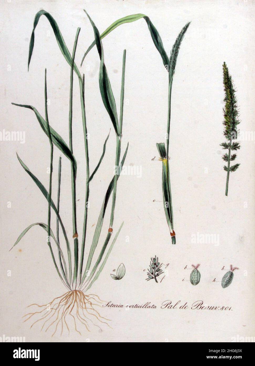 Setaria verticillata — Flora Batava — Volume v11 Stock Photo - Alamy