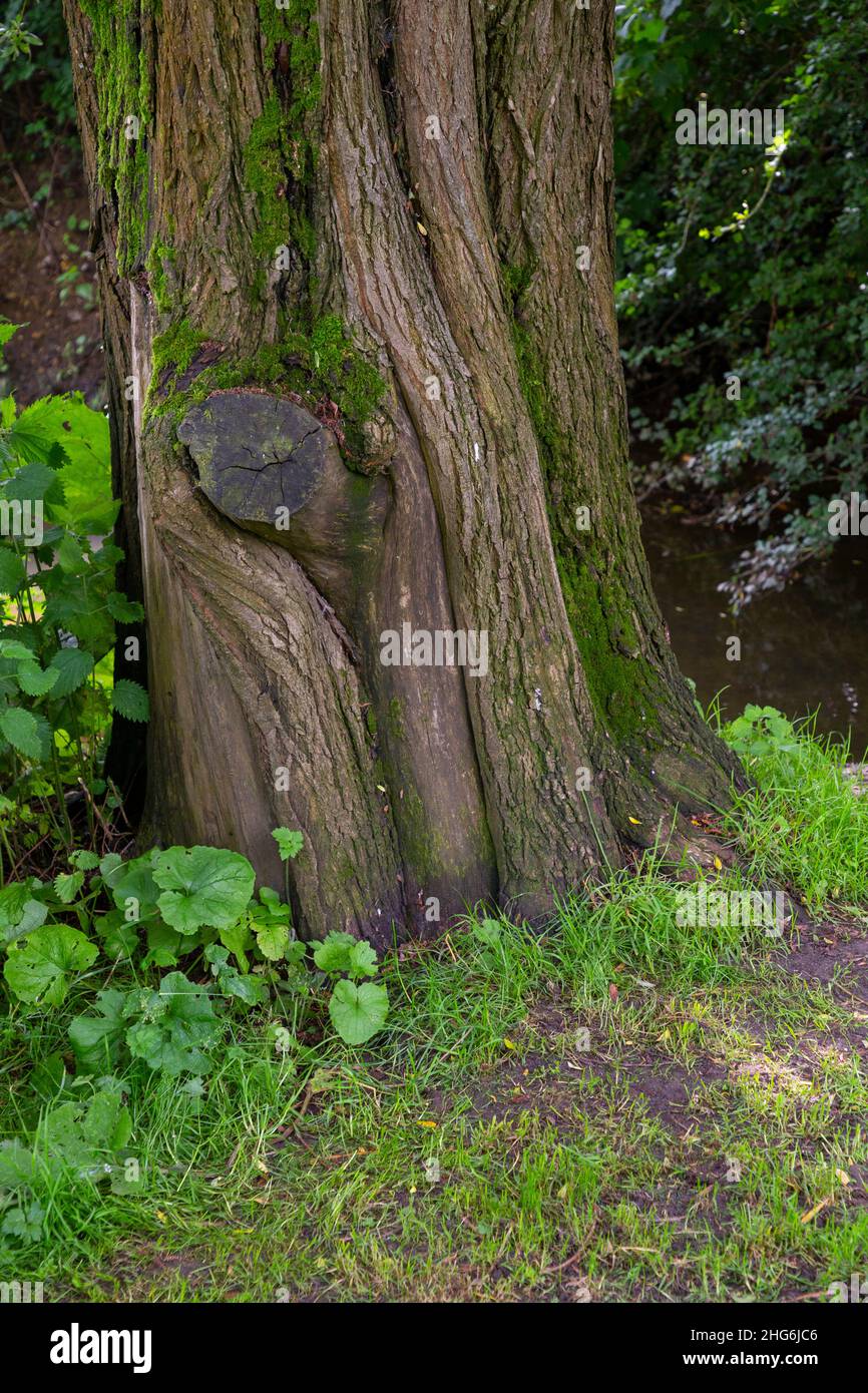Salix alba trunk base Stock Photo - Alamy