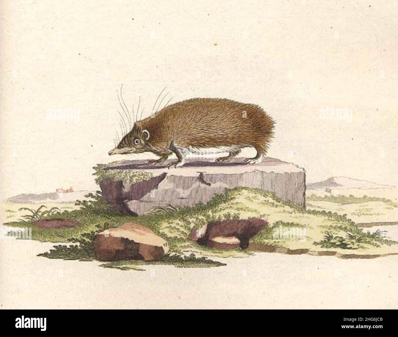 Setifer setosus hi-res stock photography and images - Alamy