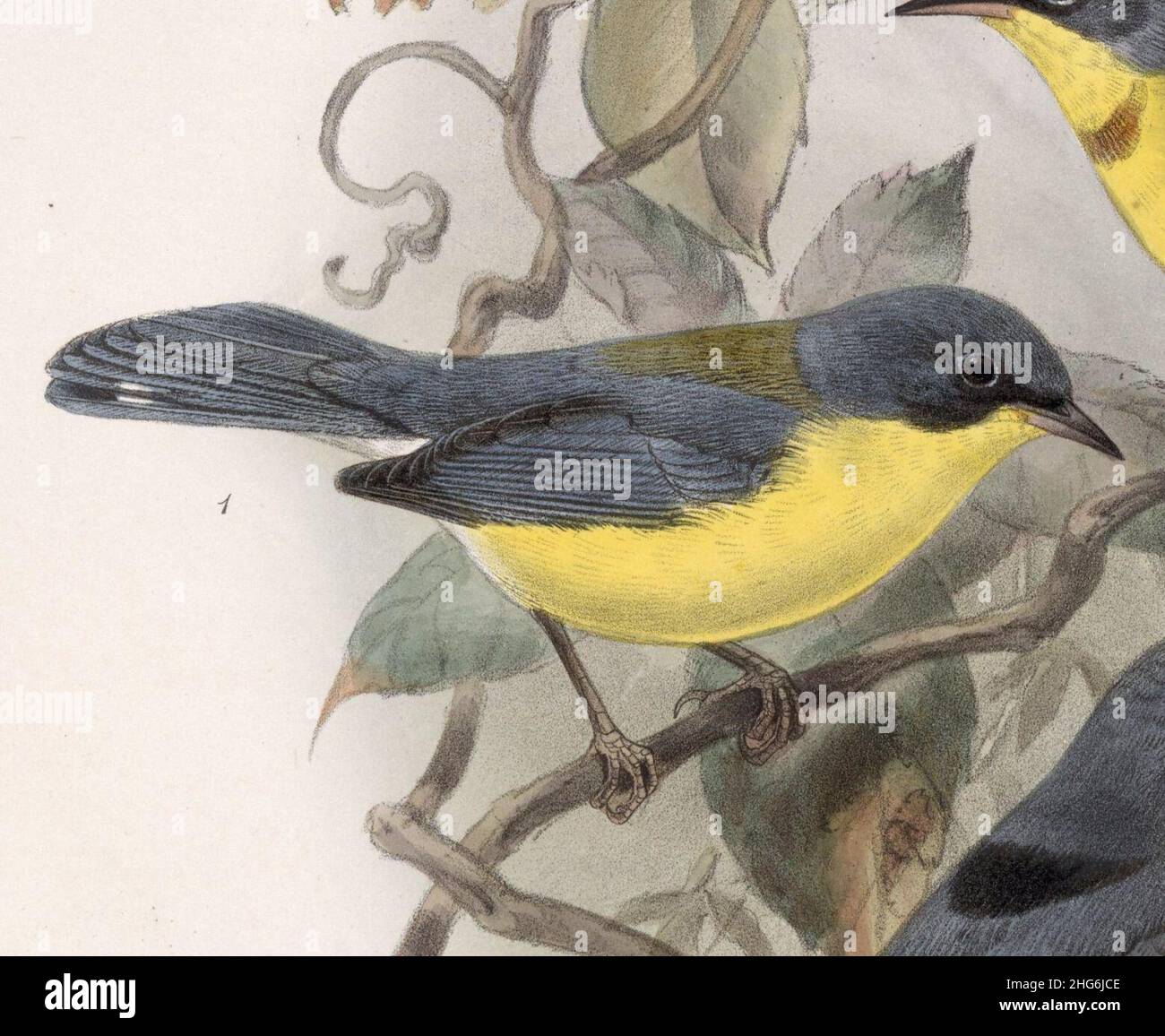 Setophaga pitiayumi inornata 1902 Stock Photo - Alamy