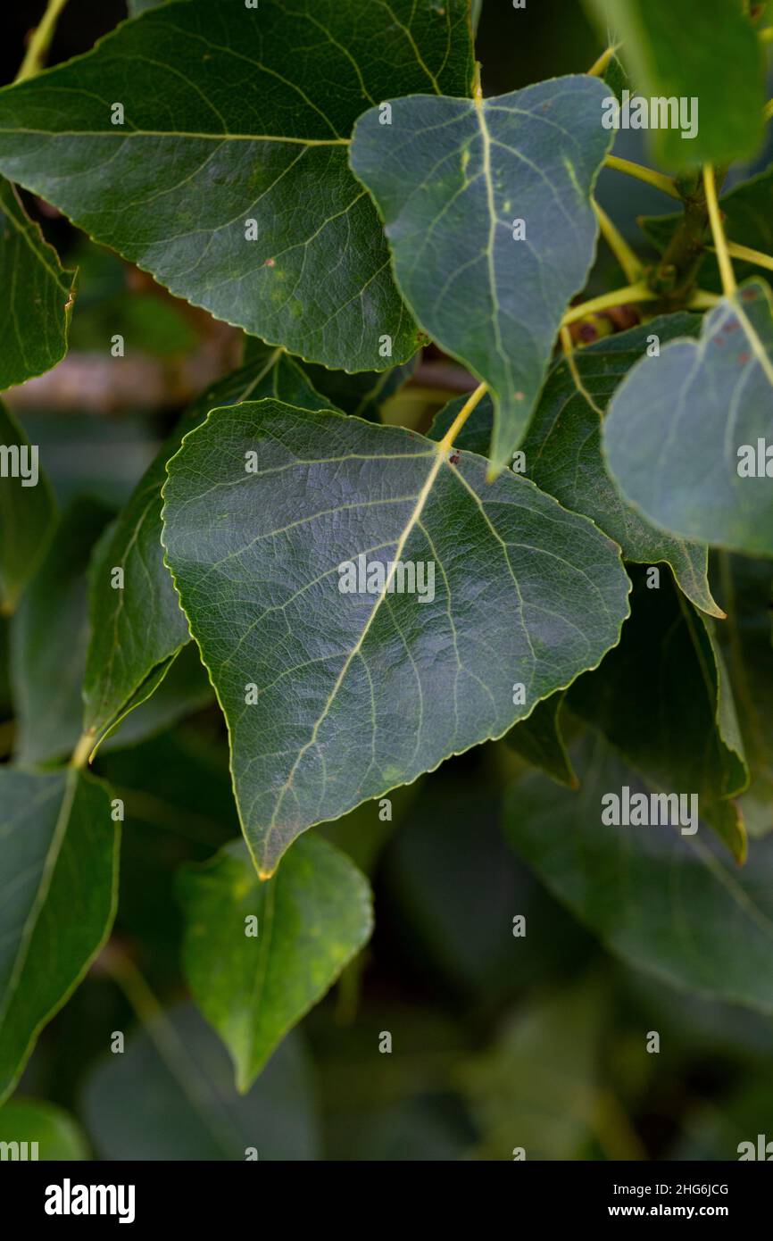 Populus nigra subsp. betulifolia leaf Stock Photo - Alamy
