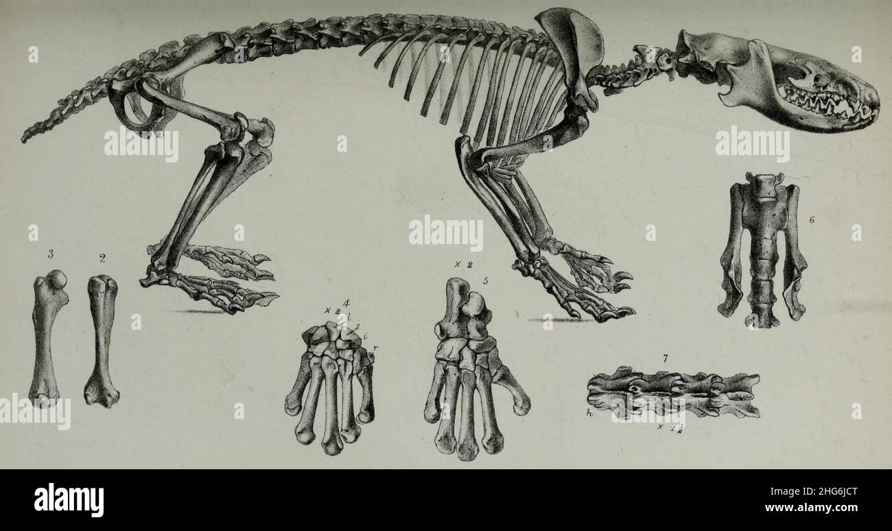 Setifer setosus skeleton Mivart 1871 Stock Photo - Alamy