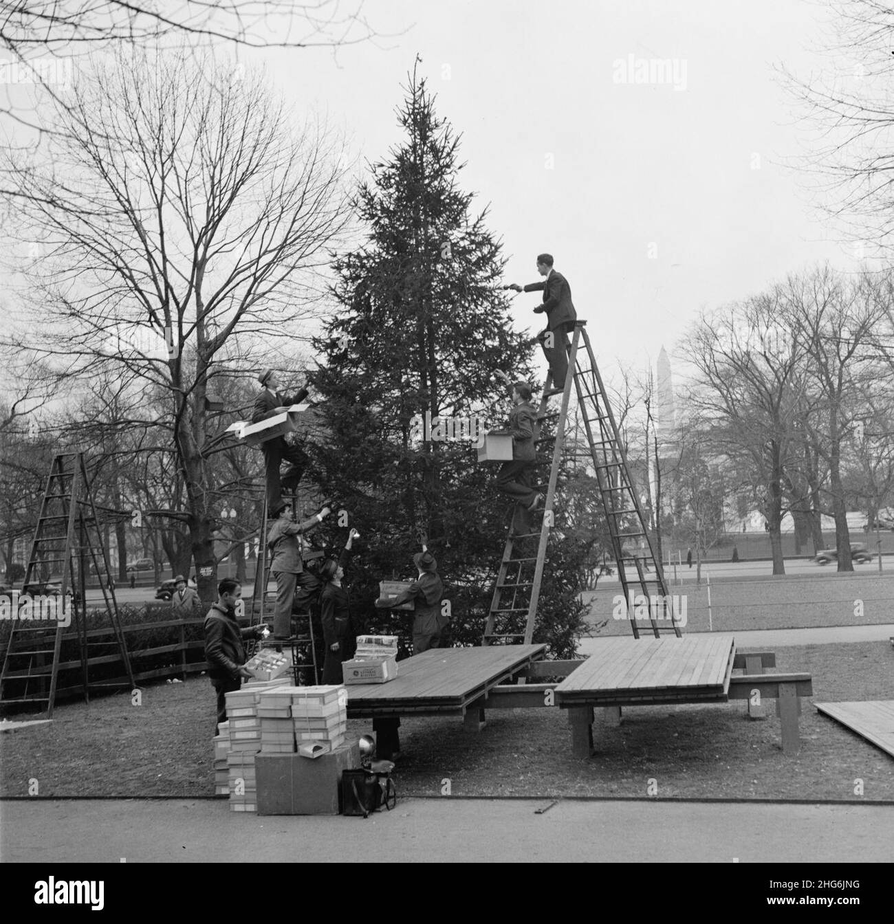 Setting up Christmas tree Stock Photo - Alamy