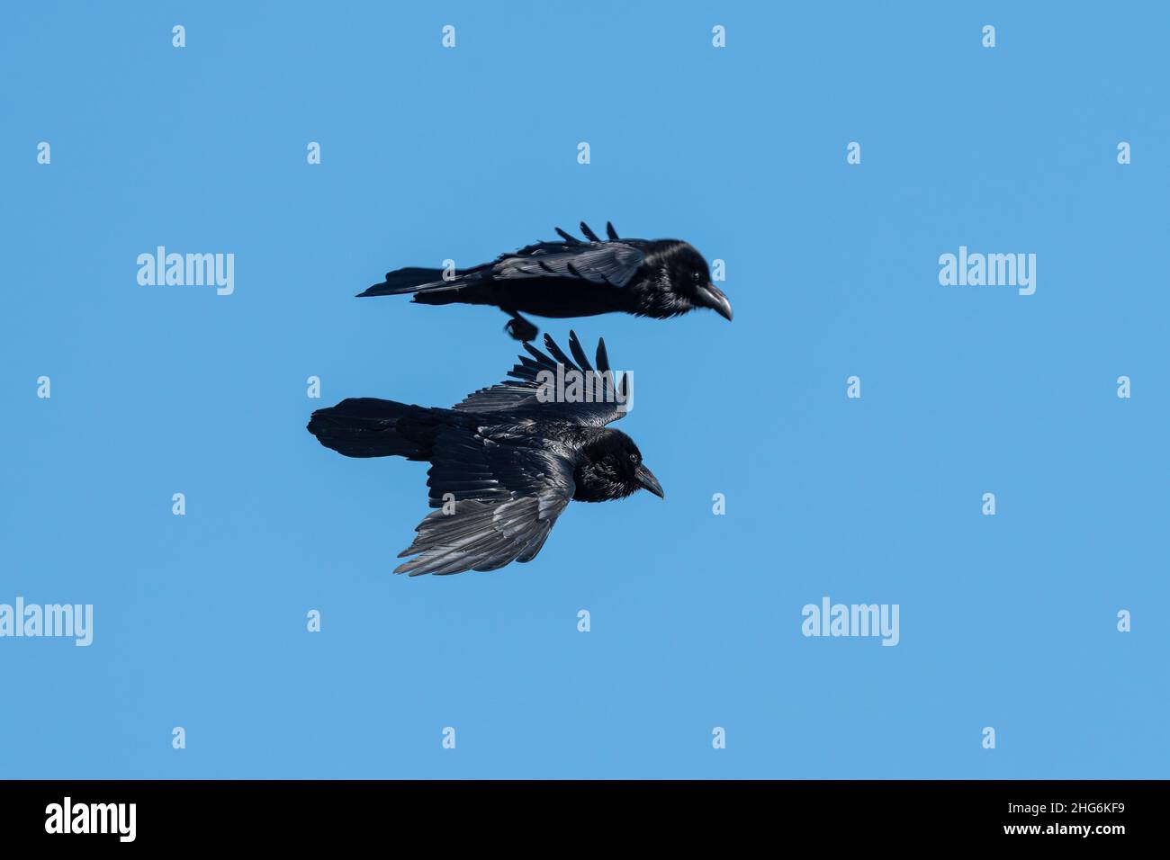 Northern ravens hi-res stock photography and images - Alamy
