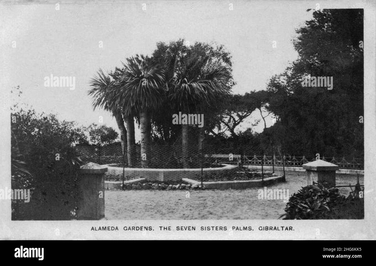 Seven Sisters Palms, Alameda Gardens Stock Photo - Alamy