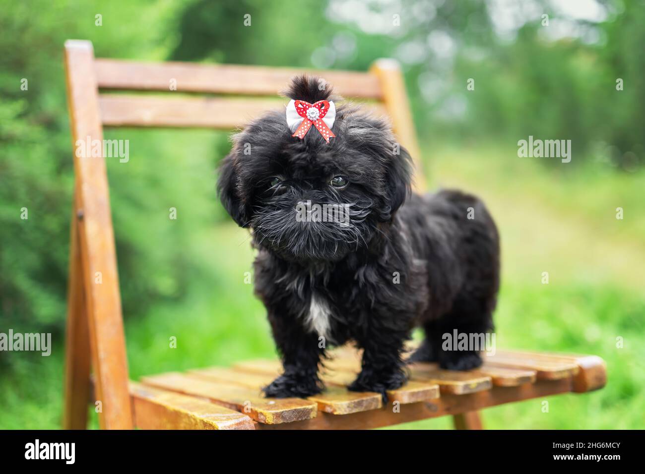 Baby Shih Tzu Puppies Black And White