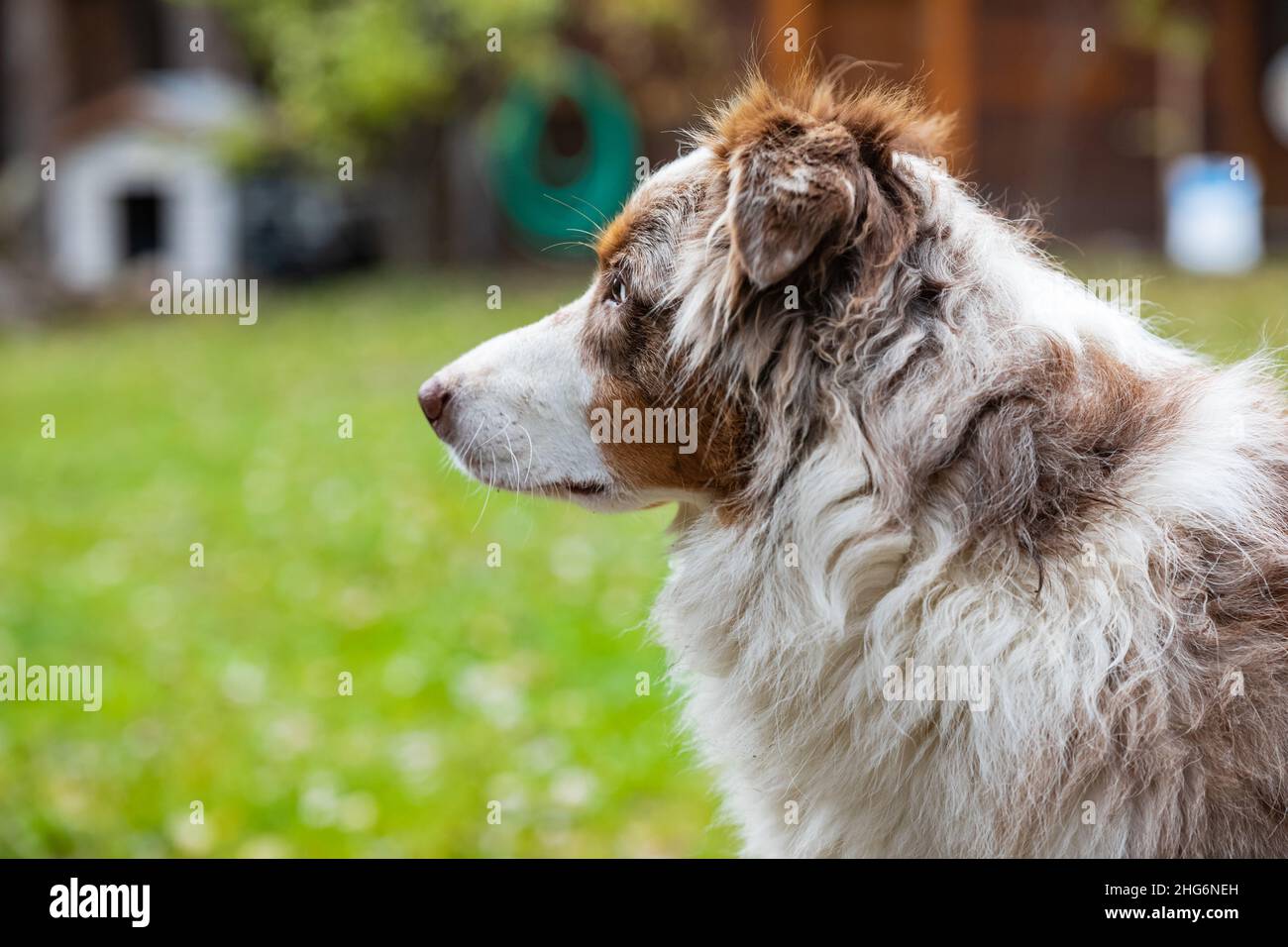Australian shepherd profile hi-res stock photography and images - Alamy